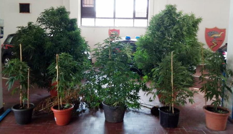 Una piantagione di marijuana nel giardino di casa Una piantagione di marijuana nel giardino di casa