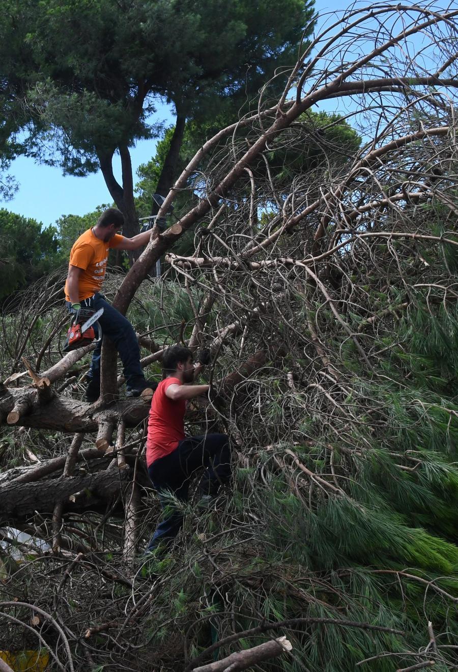Il Comune ordina di rimuovere le piante cadute o pericolose Il Comune ordina di rimuovere le piante cadute o pericolose