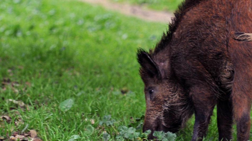 “Un cinghiale si è schiantato contro la mia auto”: incubo notturno per ... “Un cinghiale si è schiantato contro la mia auto”: incubo notturno per ...