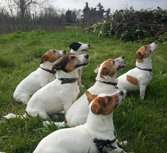 Cani mordaci Il Tar dà ragione al Comune Cani mordaci Il Tar dà ragione al Comune